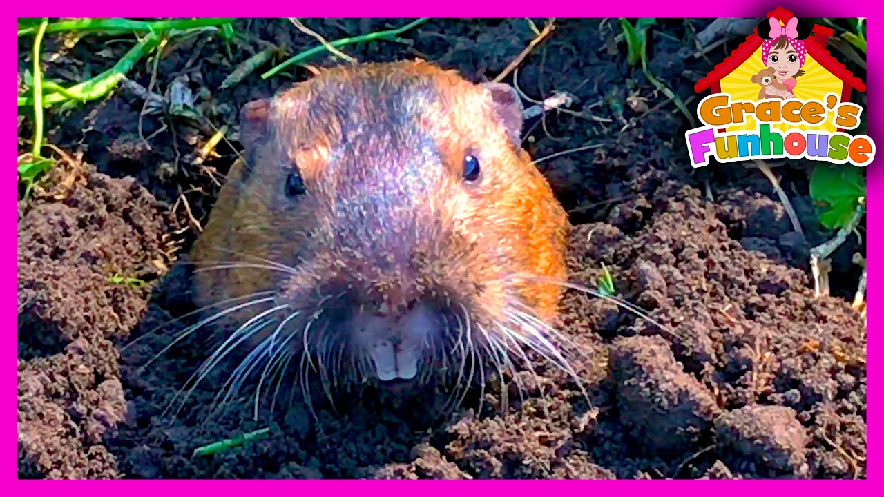 Cute Gopher Digging, Grace Thinks is a Beaver LOL - YouTube