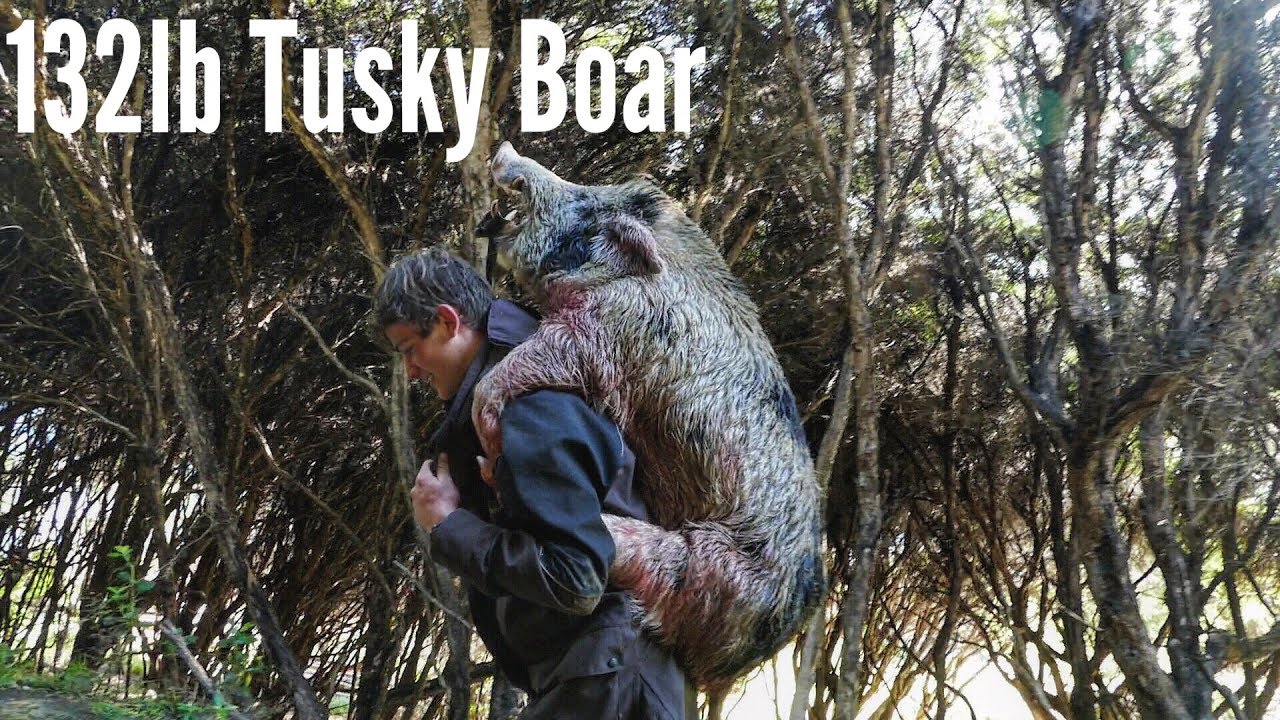 Big Gnarly Boar | Pig Hunting in New Zealand - YouTube