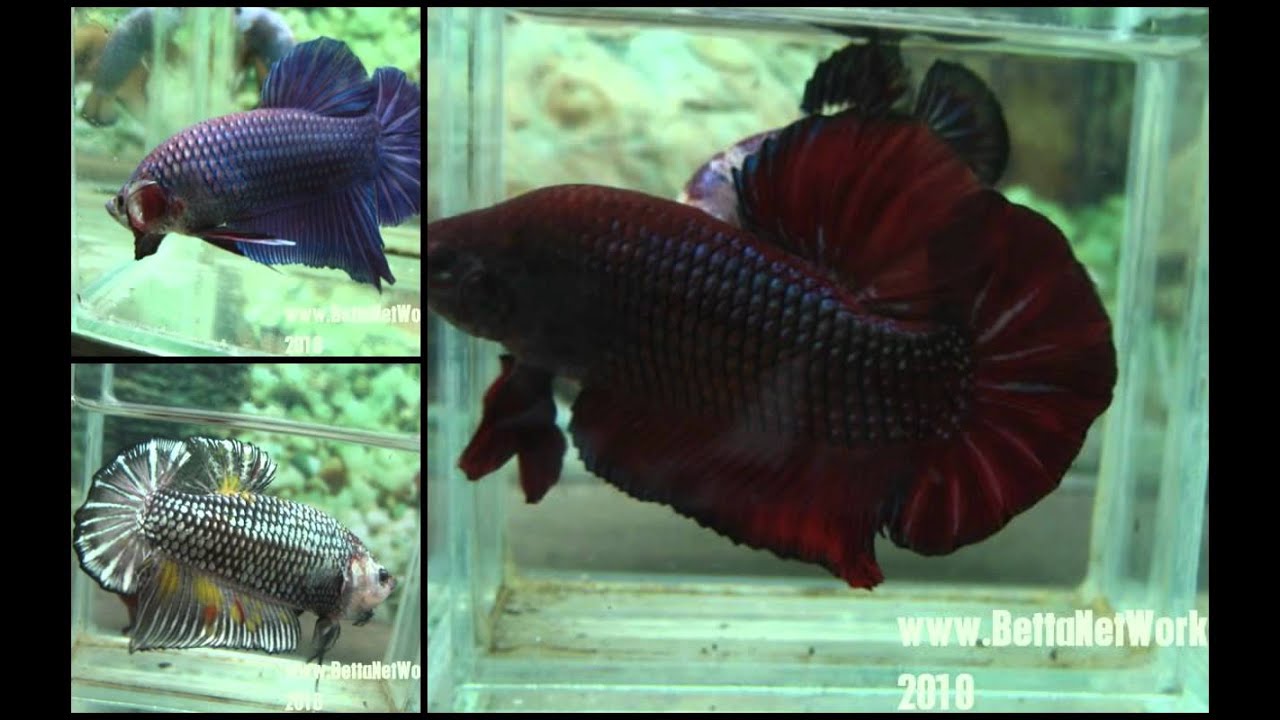 Yaovalug Farm (Taebetta): Giant Bettas 2012 Collection - YouTube