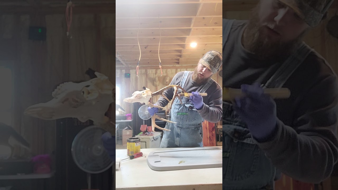 D.I.Y. ANTLER STAINING - YouTube