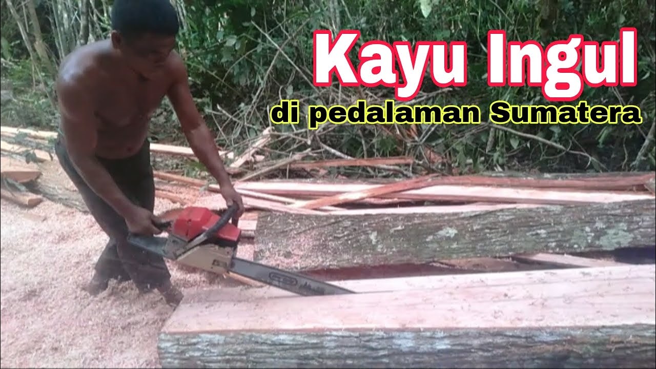Skill Mengolah Kayu Ingul Menjadi Tiang Cantik Di Pedalaman Hutan ...