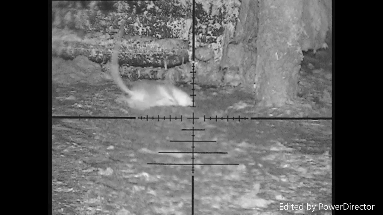 62.Air Rifle Ratting With Snipercam.. - YouTube