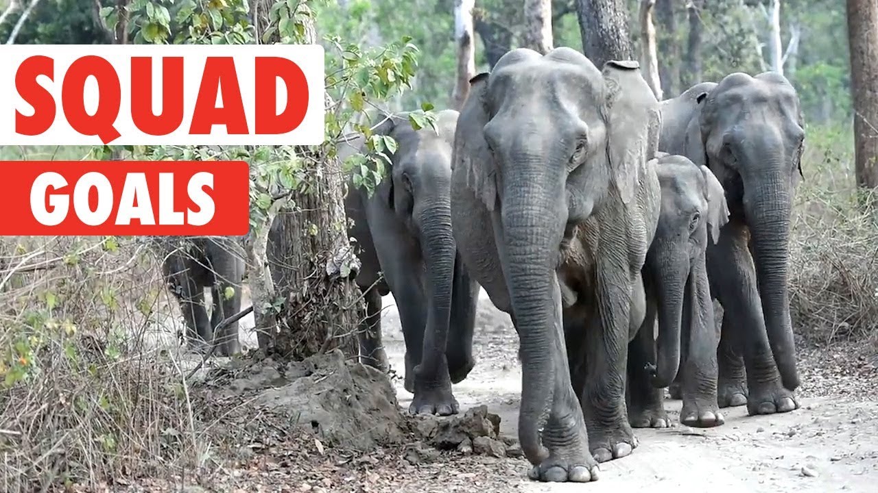 Squad Goals | Animal Video Compilation 2018 - YouTube