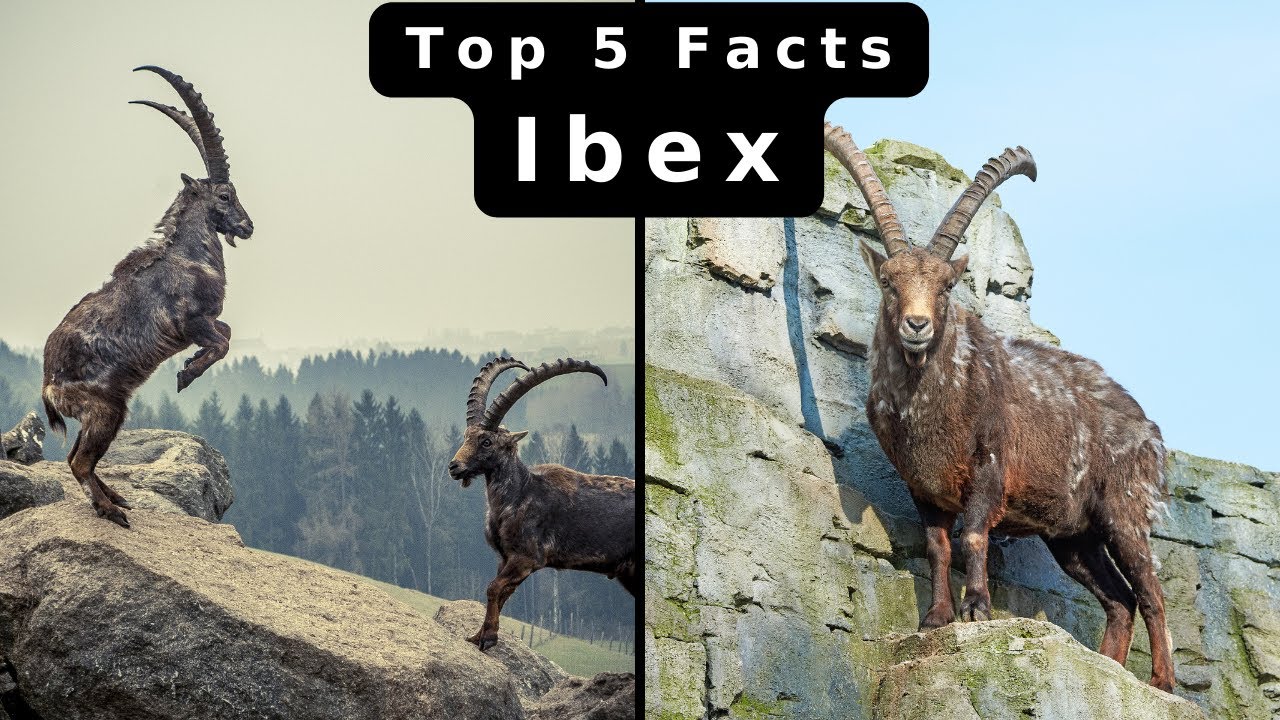 Top 5 Amazing Ibex Facts - YouTube