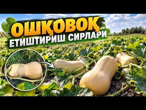 Ошқовоқ етиштиришда НИМАЛАРГА ЭЪТИБОР бериш керак!