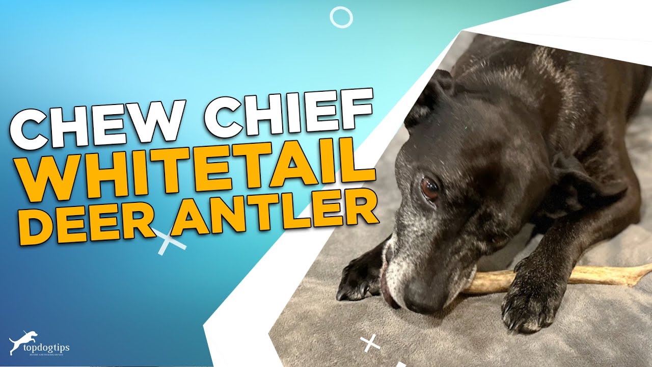 Review: Chew Chief Whitetail Deer Antler Chew for Dogs - YouTube