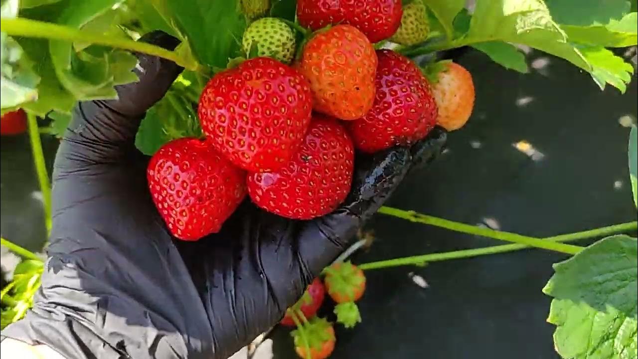 23.06.24.🍓 КСД. Моллинг столетие,Роксана,Румба,Сирия🍓 - YouTube