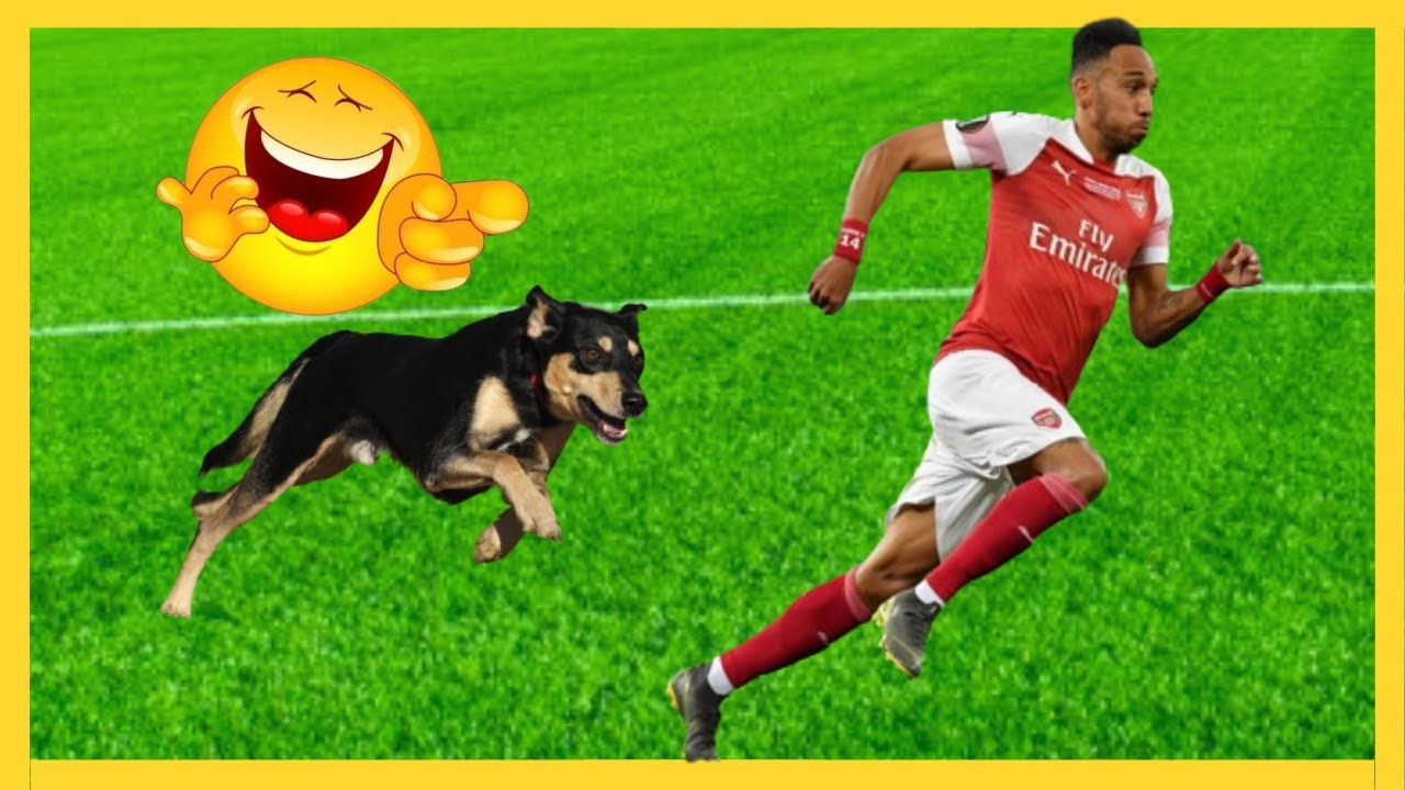 😈Momentos DIVERTIDOS de PERROS en partidos de FUTBOL - YouTube