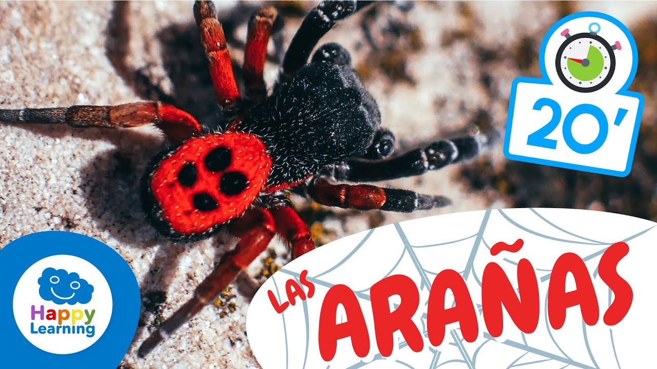 LAS ARAÑAS🕷️ | Animales para niños I Vídeos Educativos para Niños - YouTube