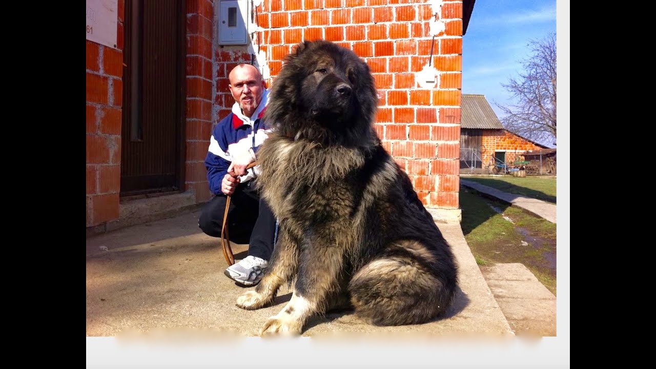 Jozo Dogs TRAILER - YouTube