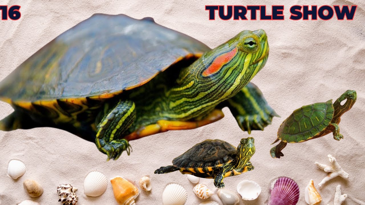 Celebration of Laughter - Turtle Show 🐢16🐢 - YouTube