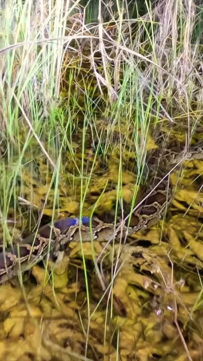 Two pythons in the water - YouTube