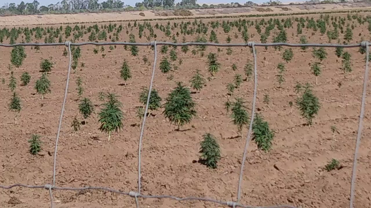 Hemp Fields. Yuma Arizona U.S.A. - YouTube