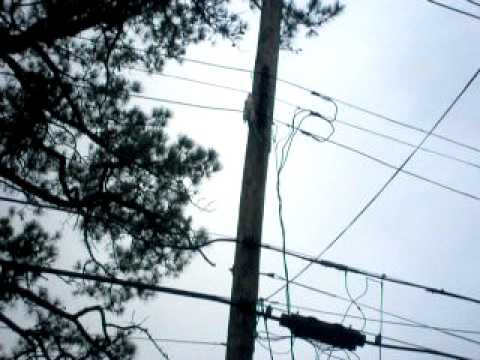 dead squirrel chewwing on power lines, well was - YouTube