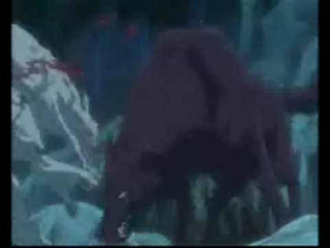 Wolfs rain - fight of wolves - YouTube
