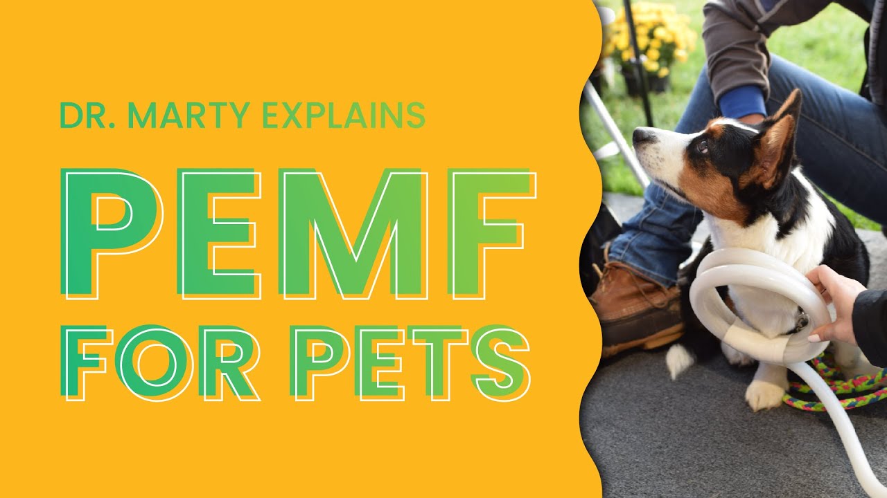 Dr. Marty Explains PEMF for Pets | MagnaWave - YouTube