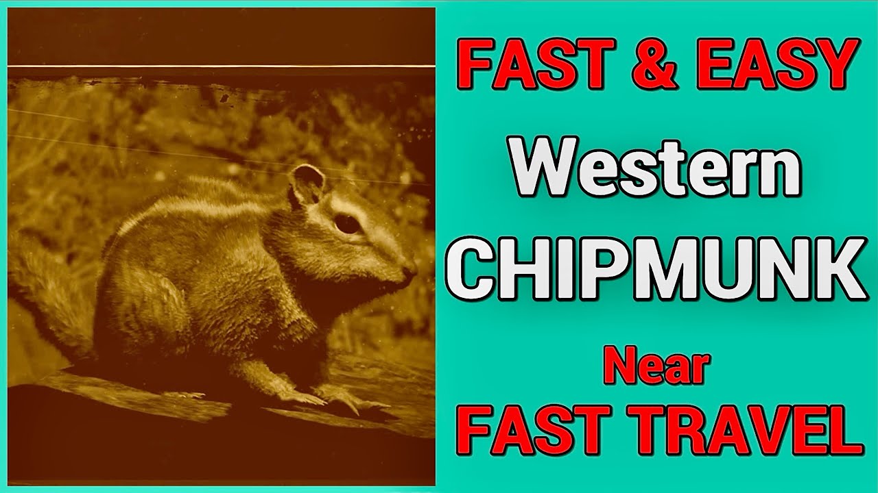 Fast & Easy Chipmunk Locations Near Fast Travels - YouTube