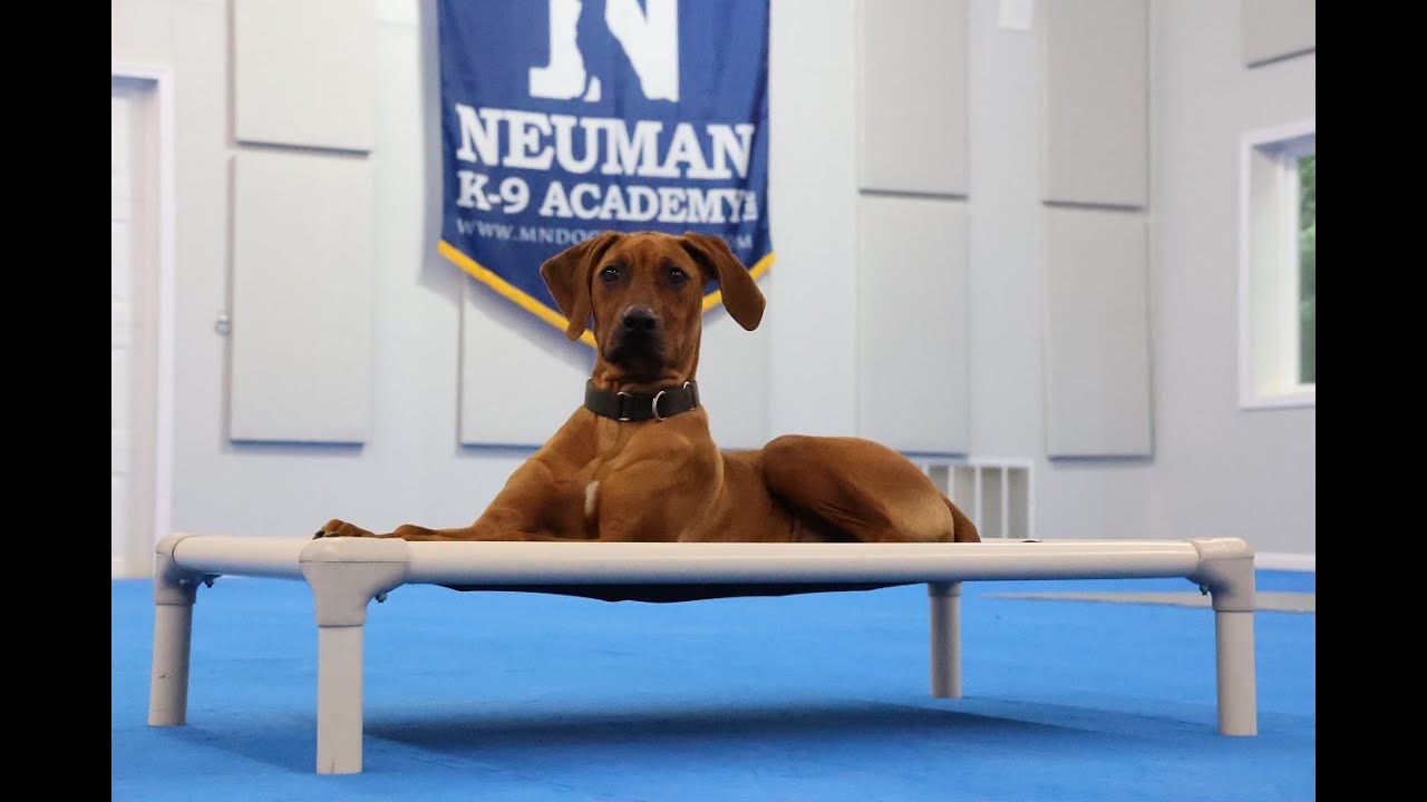 Carlos (Rhodesian Ridgeback) Puppy Camp Dog Training Video ...