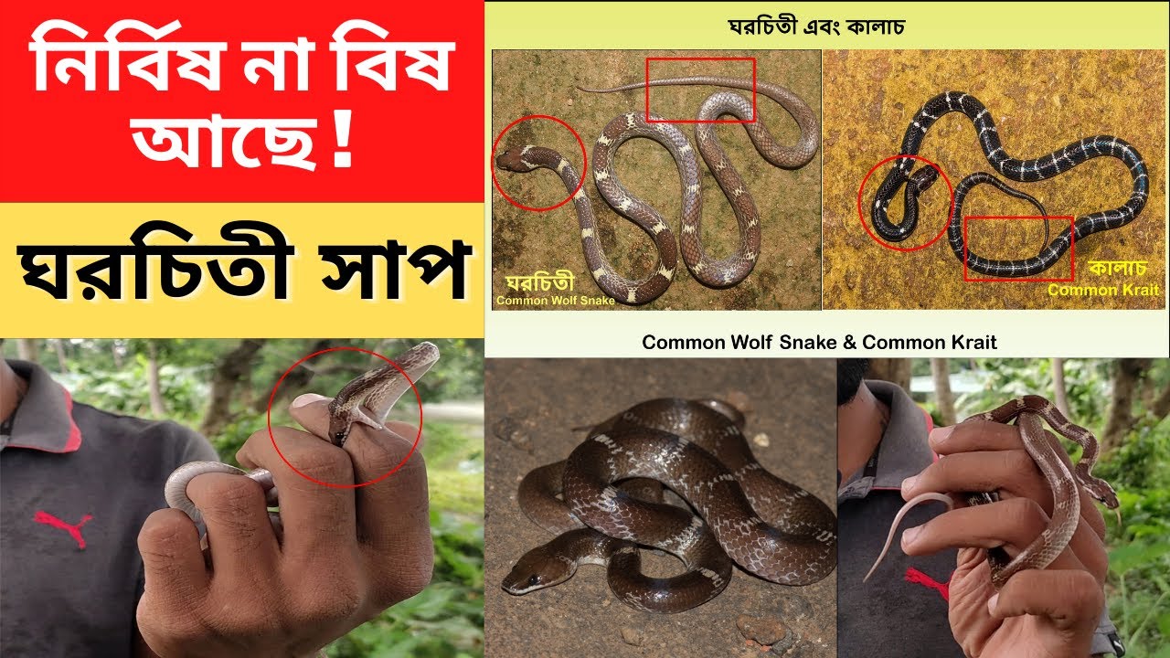 ghar chiti saap | common wolf snake non venomous | common wolf snake in ...