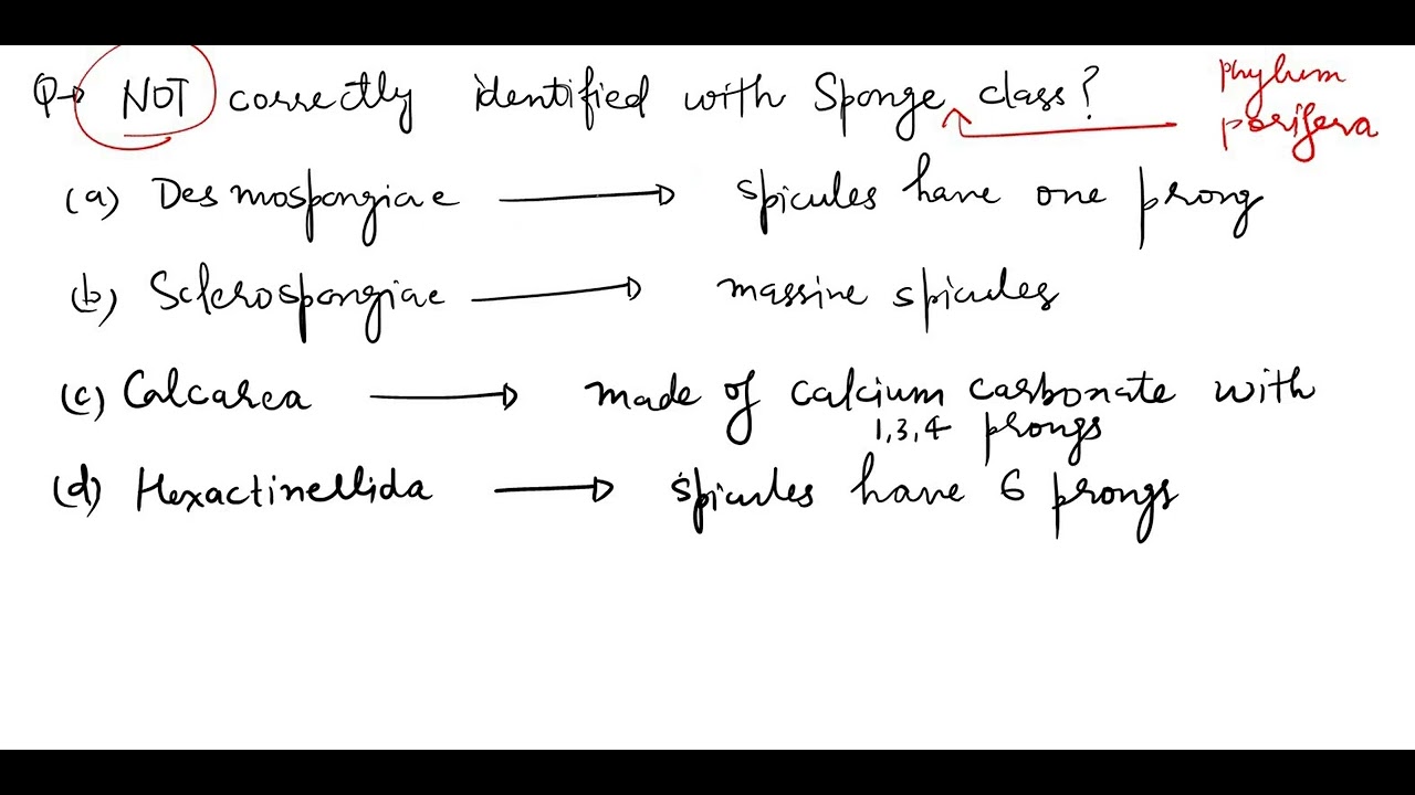 The 4 classes of sponges are based on the type of spicules that they ...