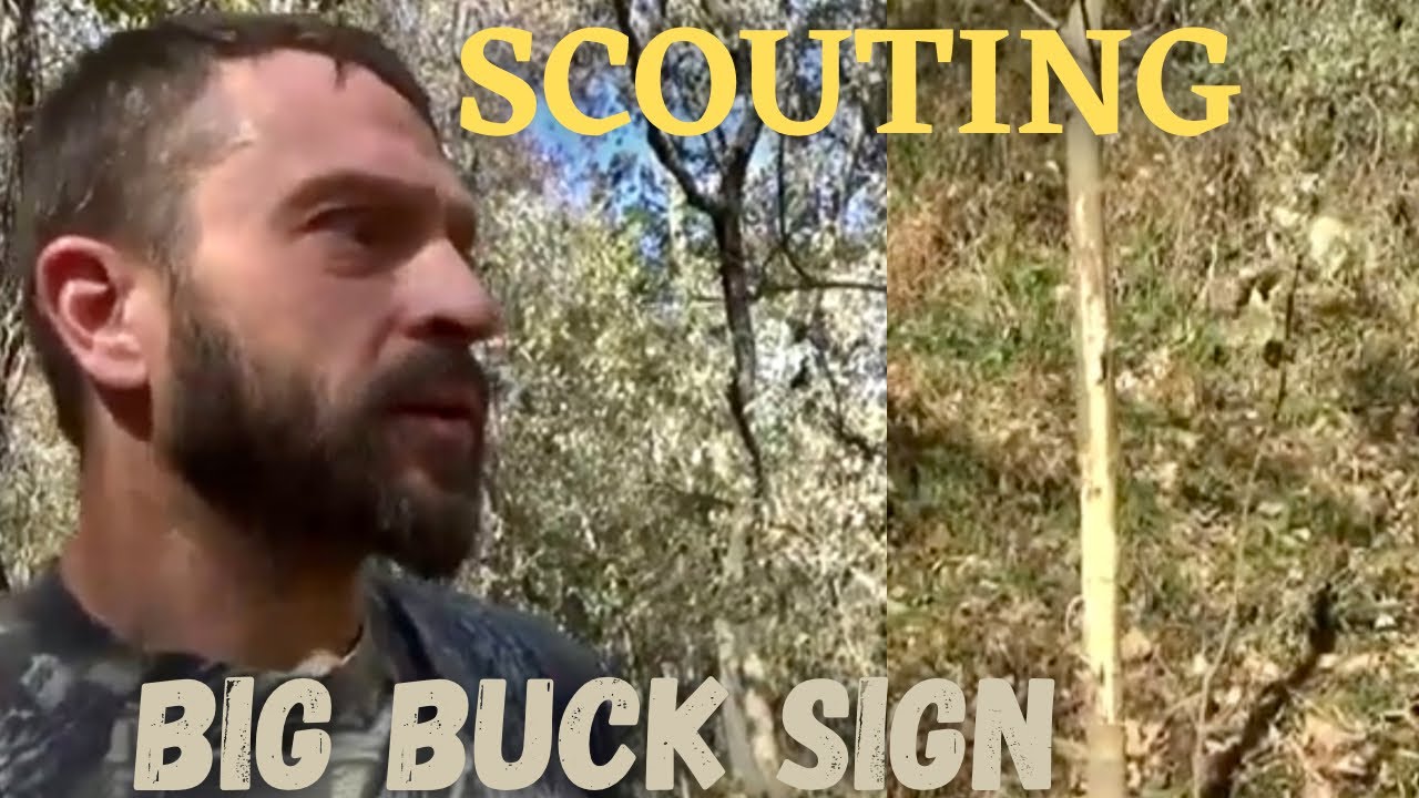 Scouting for Big Buck sign for Public Land Hunting - YouTube