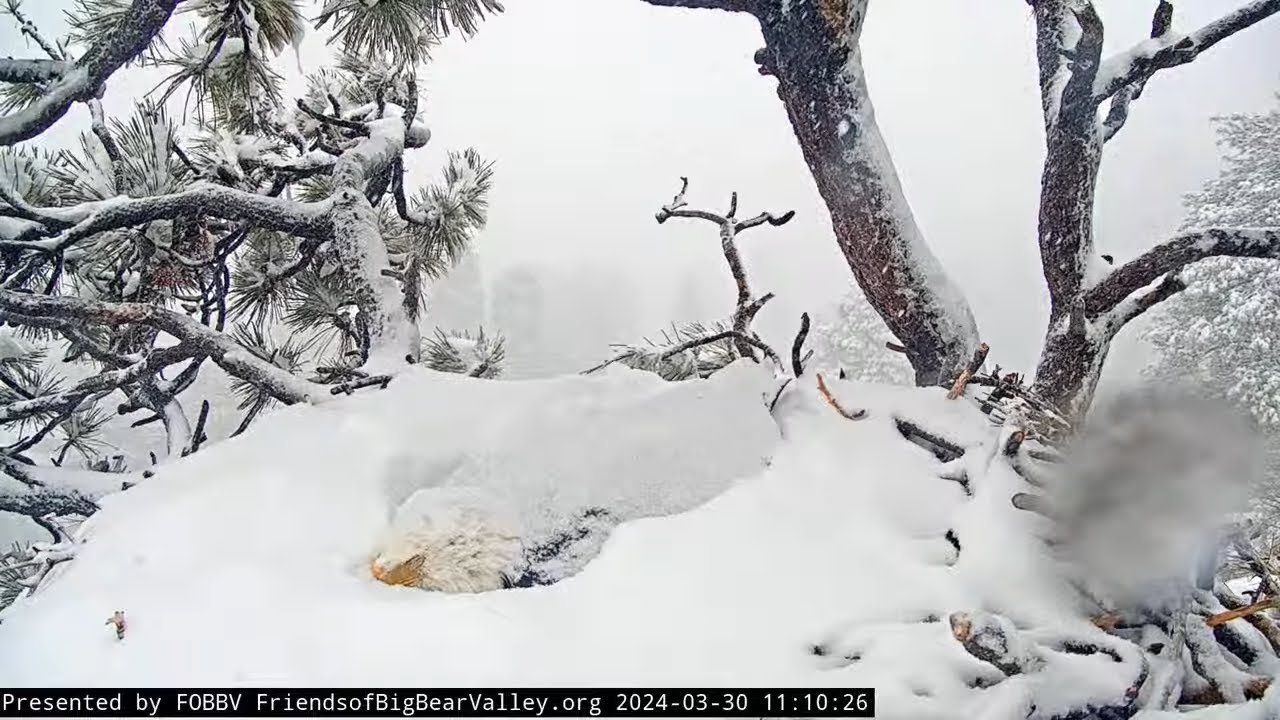 Snowy Saturday at Jackie and Shadow's nest FOBBV CAMBig Bear Bald Eagle ...