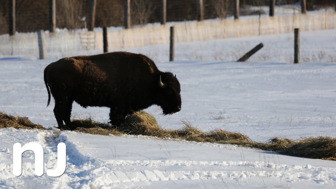 Bison in New Jersey? Yes. - YouTube