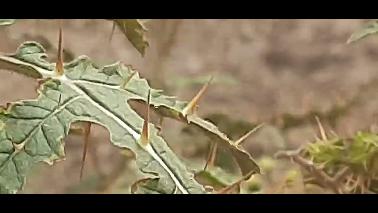 Kata Begun/Tit Begun/Sticky night shade/Solanum sisymbriifolium - YouTube