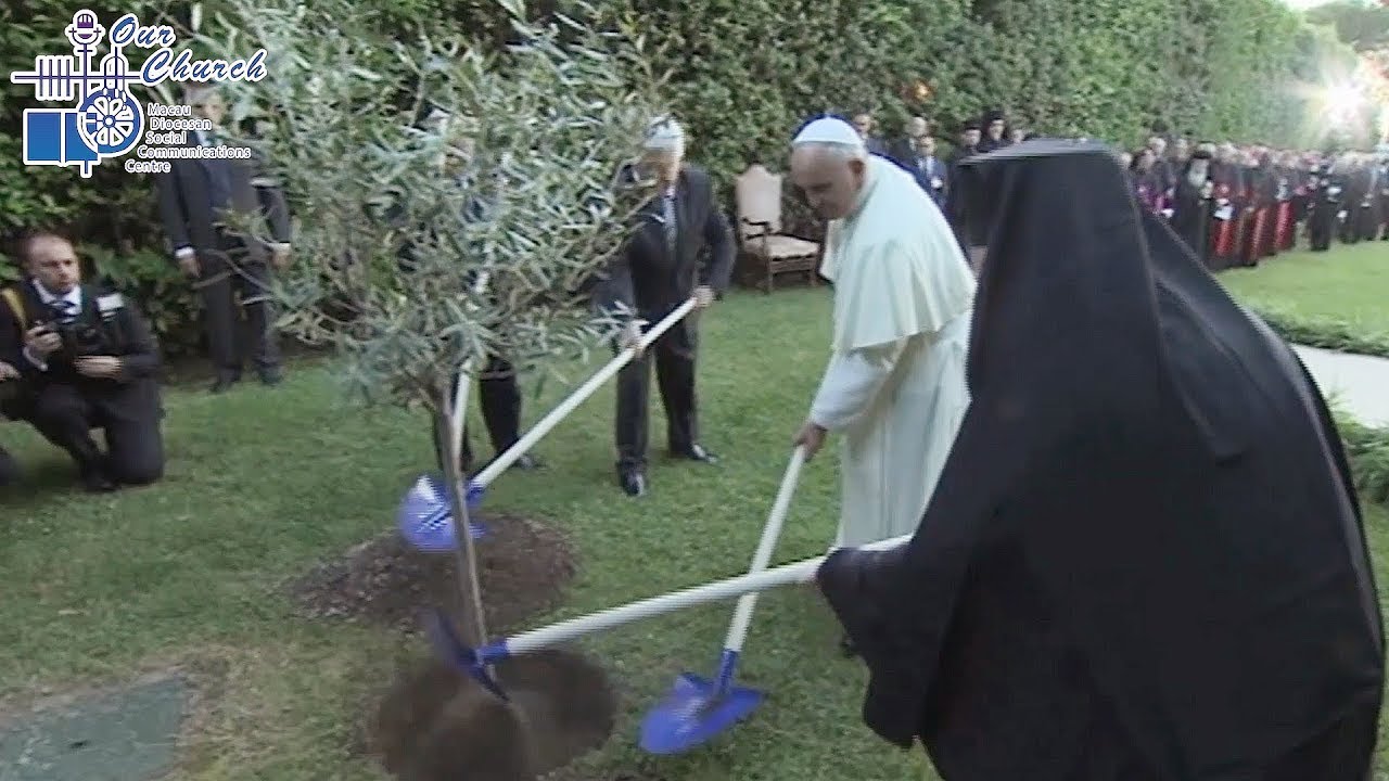 (16/5/2023) Olive tree planted at Vatican to commemorate Pope Francis ...