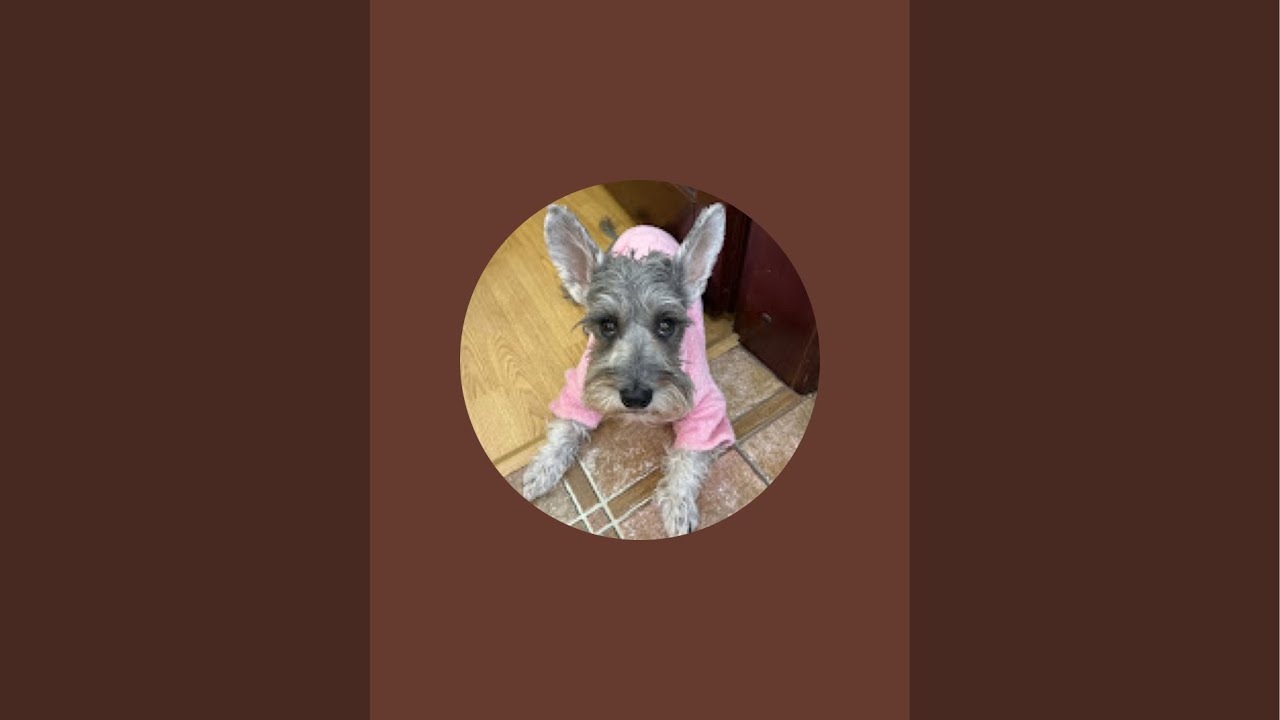Funny Schanuzer 🐶Chana Dog - YouTube
