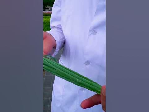 Многолетний лук батун на перо. Какой сорт лука батуна посеять. - YouTube