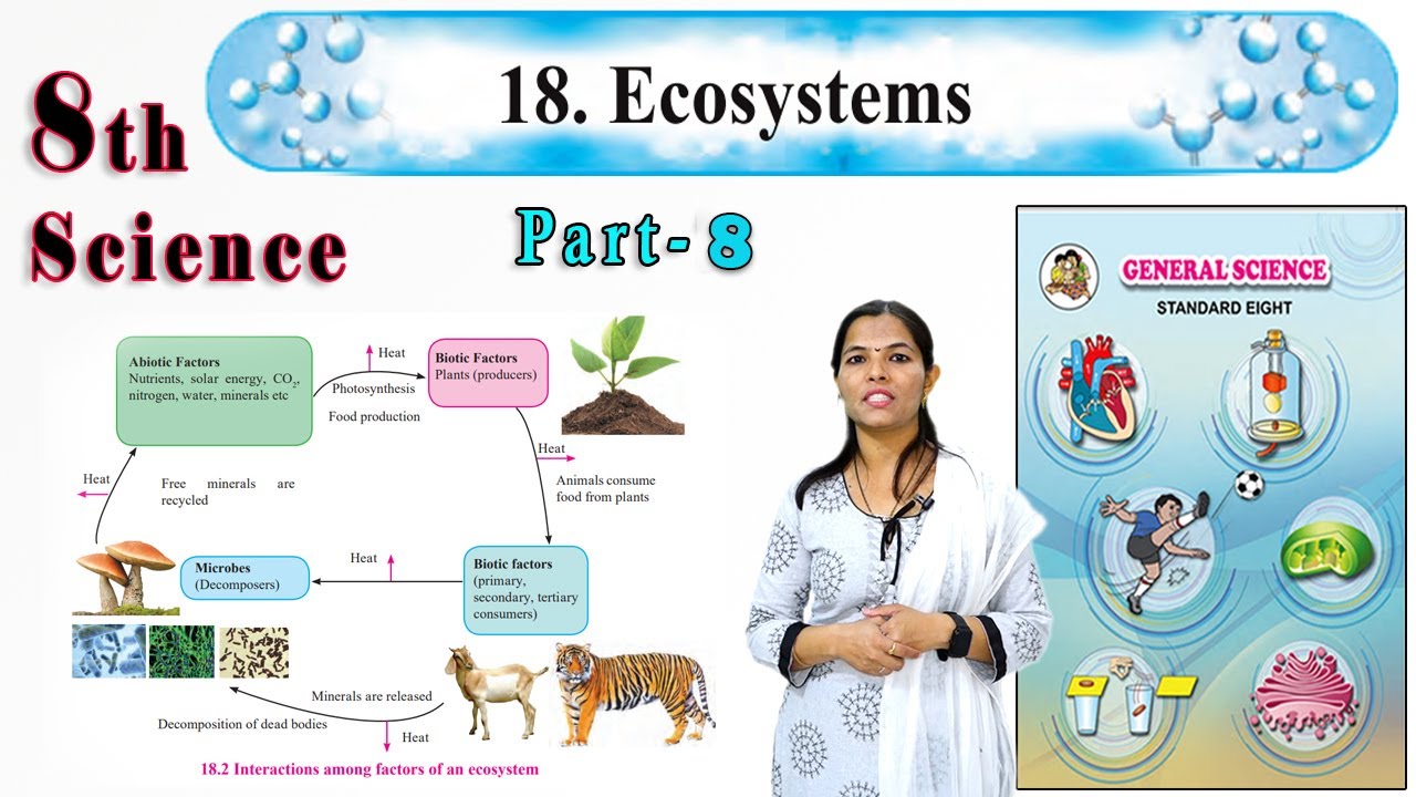 8th Science | Ecosystems | Chapter 18 | Part 8 - YouTube
