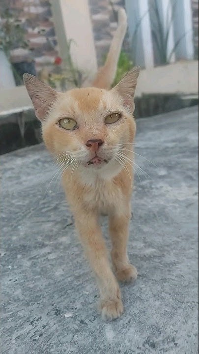 Kucing kelaparan, kucing kurus - YouTube