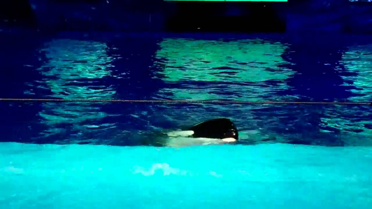 Shamu Rocks at SeaWorld Orlando - Memorial Day 2011 - Part 2 - YouTube