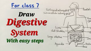 How to draw digestive system Digestive system drawing D... | Doovi