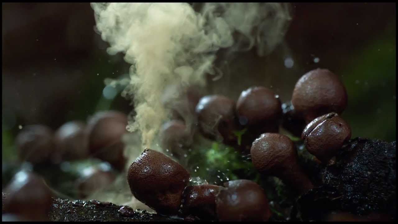 The coolest nature video ever! 2012 HD - YouTube