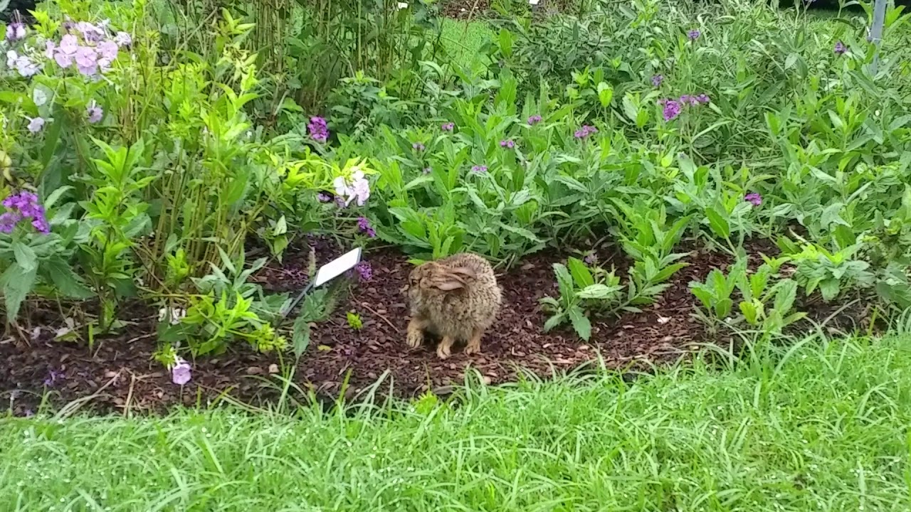 Bunny at Dallas Arboretum and Botanical Garden - YouTube