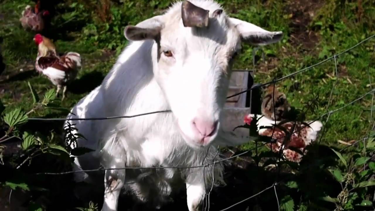 Panasonic Lumix GF1 Video Test
