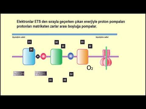 Oksijenli solunumda kemiozmotik Hipotez Animasyonu  - Chemiosmotic hypothesis