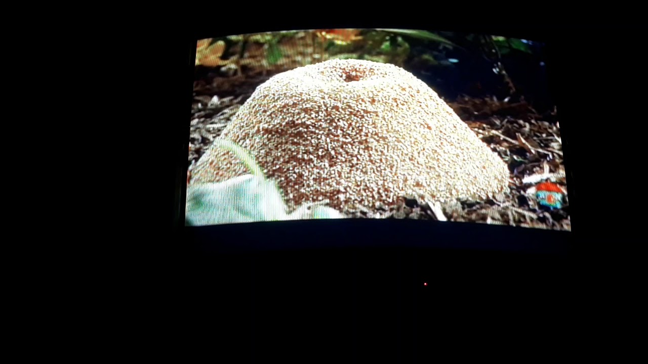 Sesame Street Season 41 Where is Itsy Bitsy Spider? - YouTube