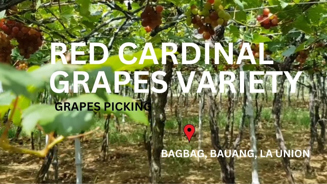 RED CARDINAL GRAPES VARIETY [GRAPES PICKING] - YouTube