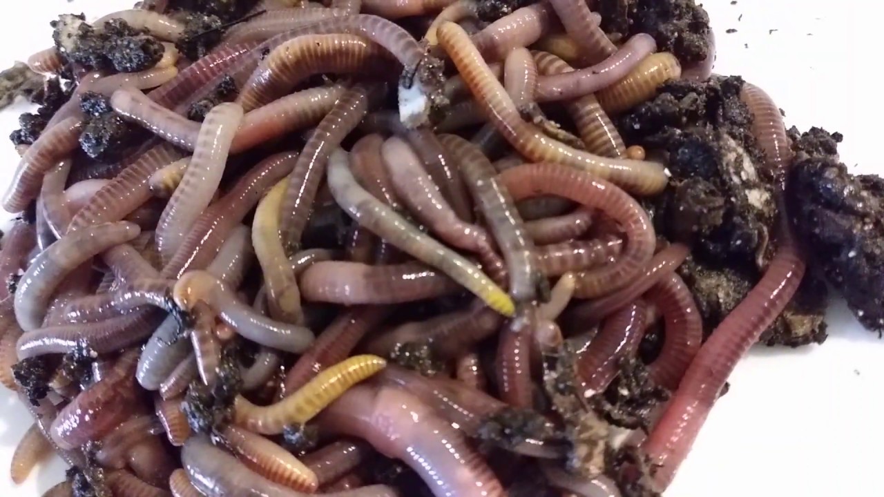 Worm Ball - European Night Crawlers - 27 Gallon Tote - compost & bait ...