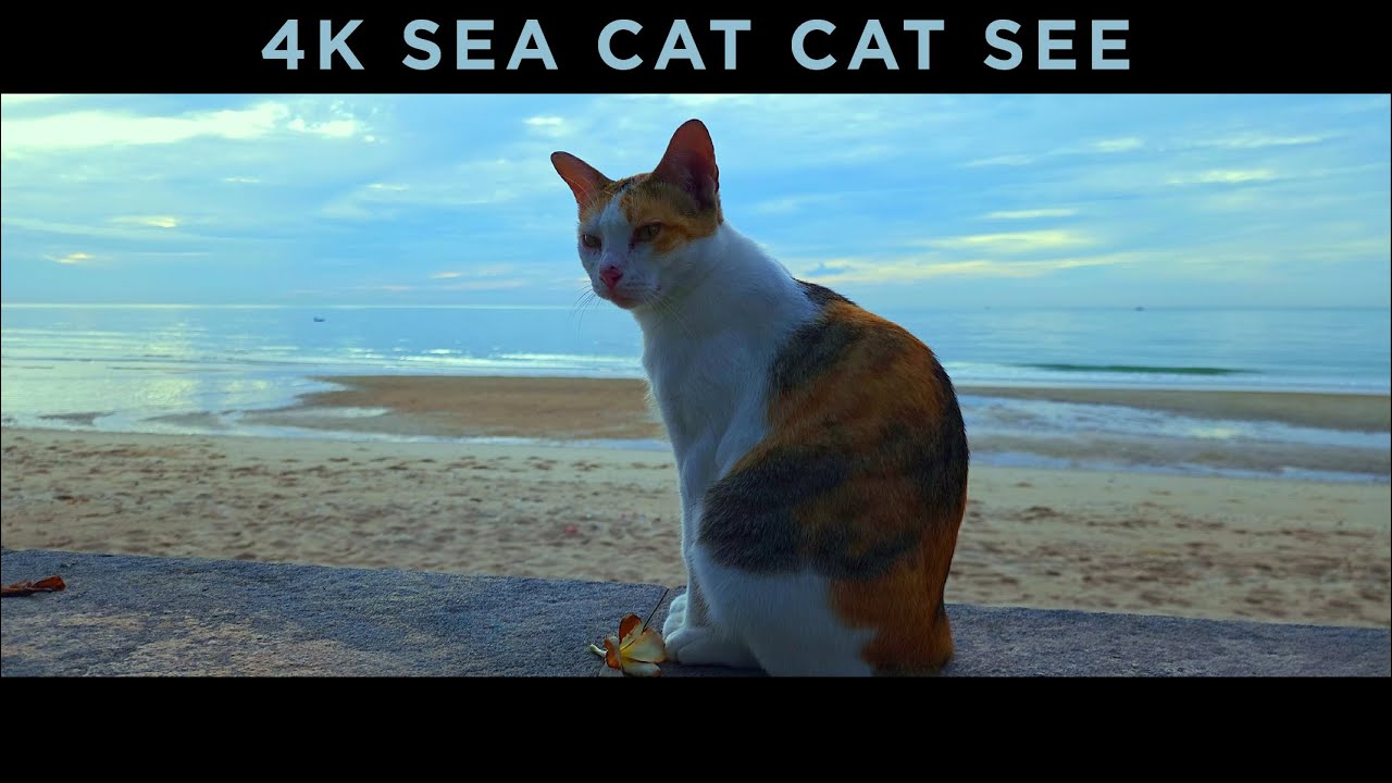 4K CAT KITTY | S23 ULTRA | CAT SEA SEE CAT 1 - YouTube