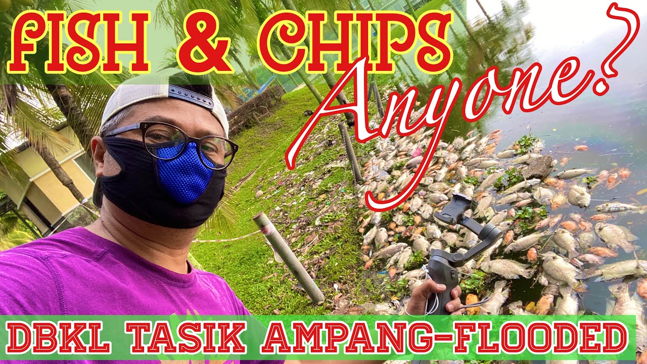 FISH & CHIPS FROM KUALA LUMPUR FLOODED POND - TASIK AMPANG (DBKL) FISH ...