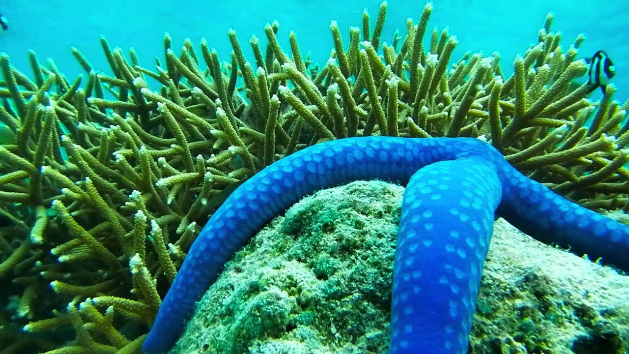 PIC Resort Saipan - HD Digital Fish Tank - Pacific Islands Club - Nikon ...