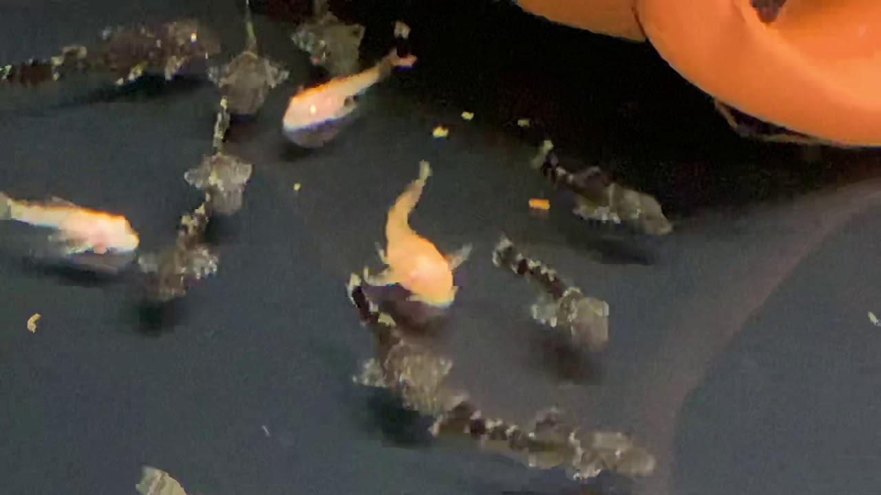 How does baby Bristle nose plecos - YouTube