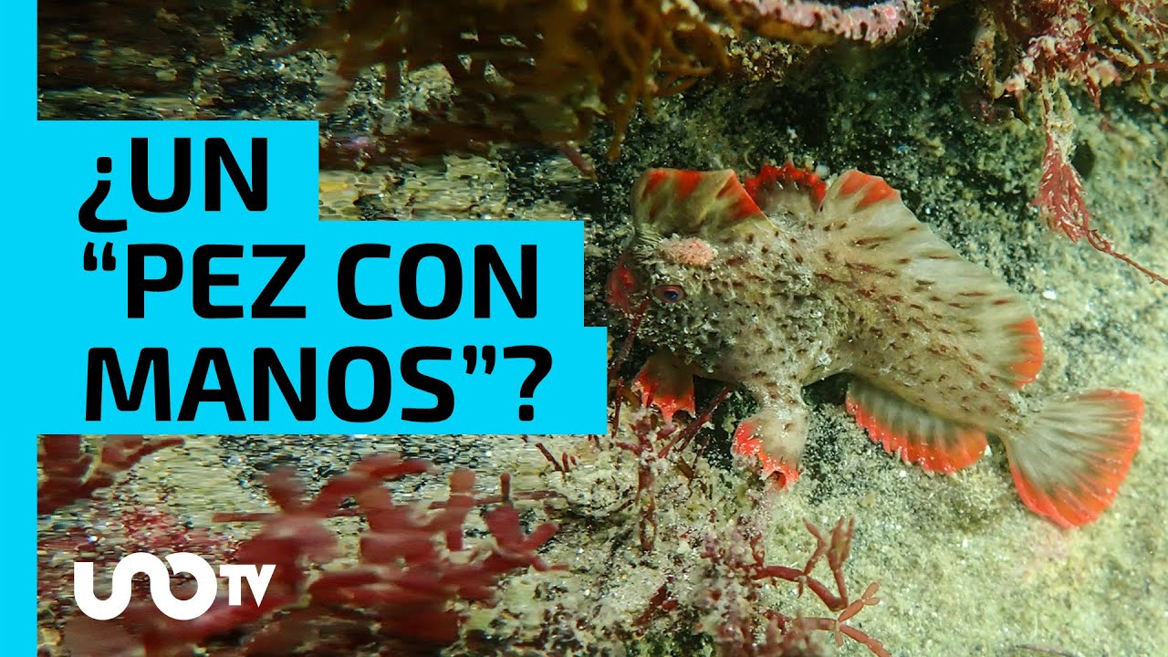 ¿Cómo es el “pez con manos” que científicos buscan salvar en Australia ...