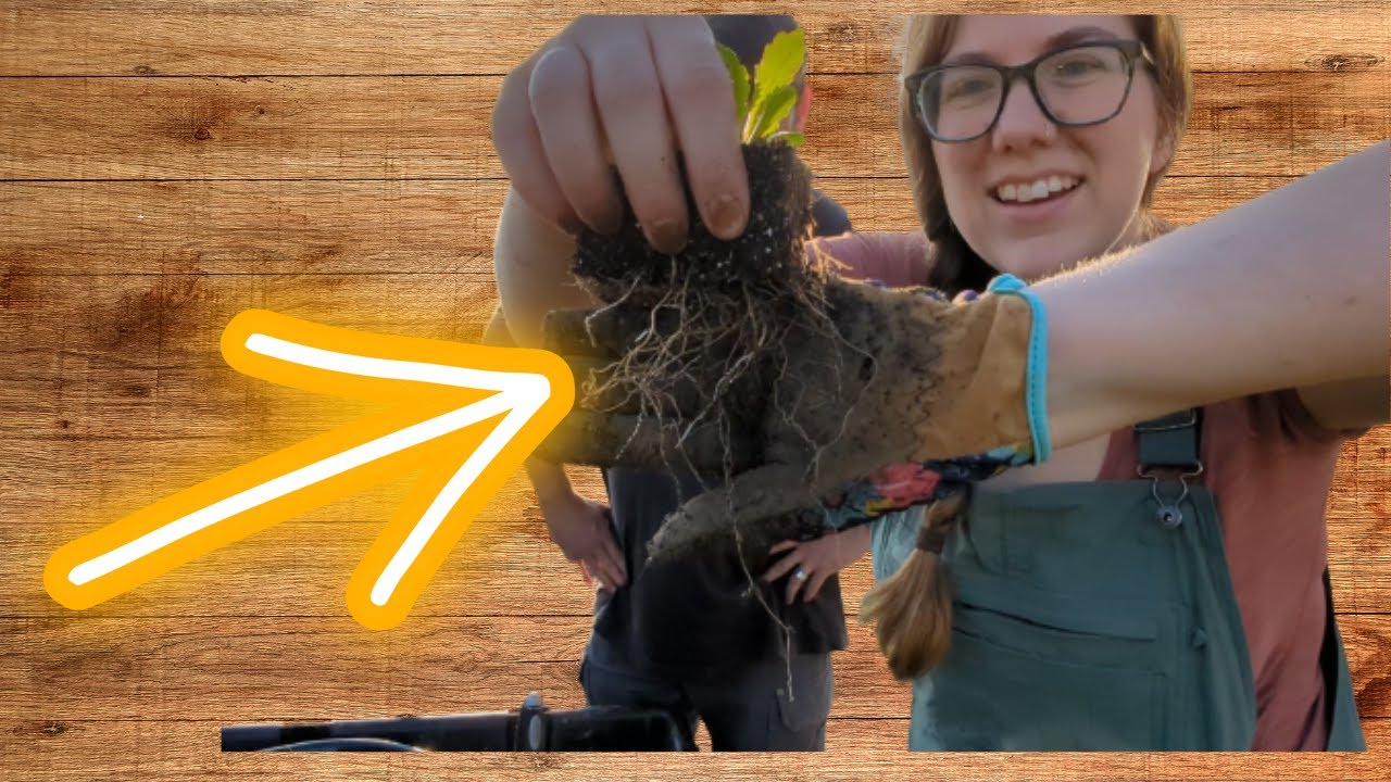 Look at These Roots! - YouTube