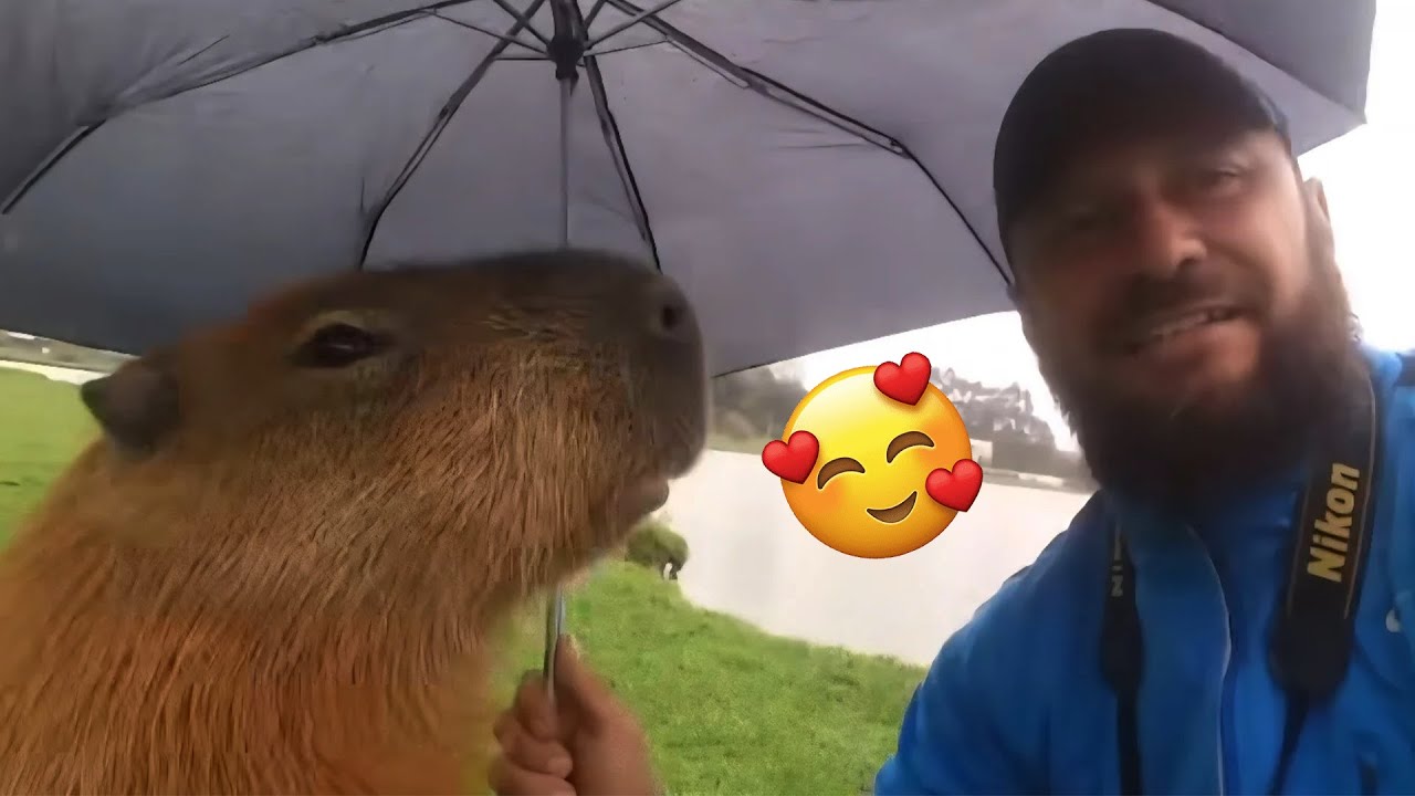 A Capybara Befriends a Human and Welcomes Them Into Her Family - YouTube