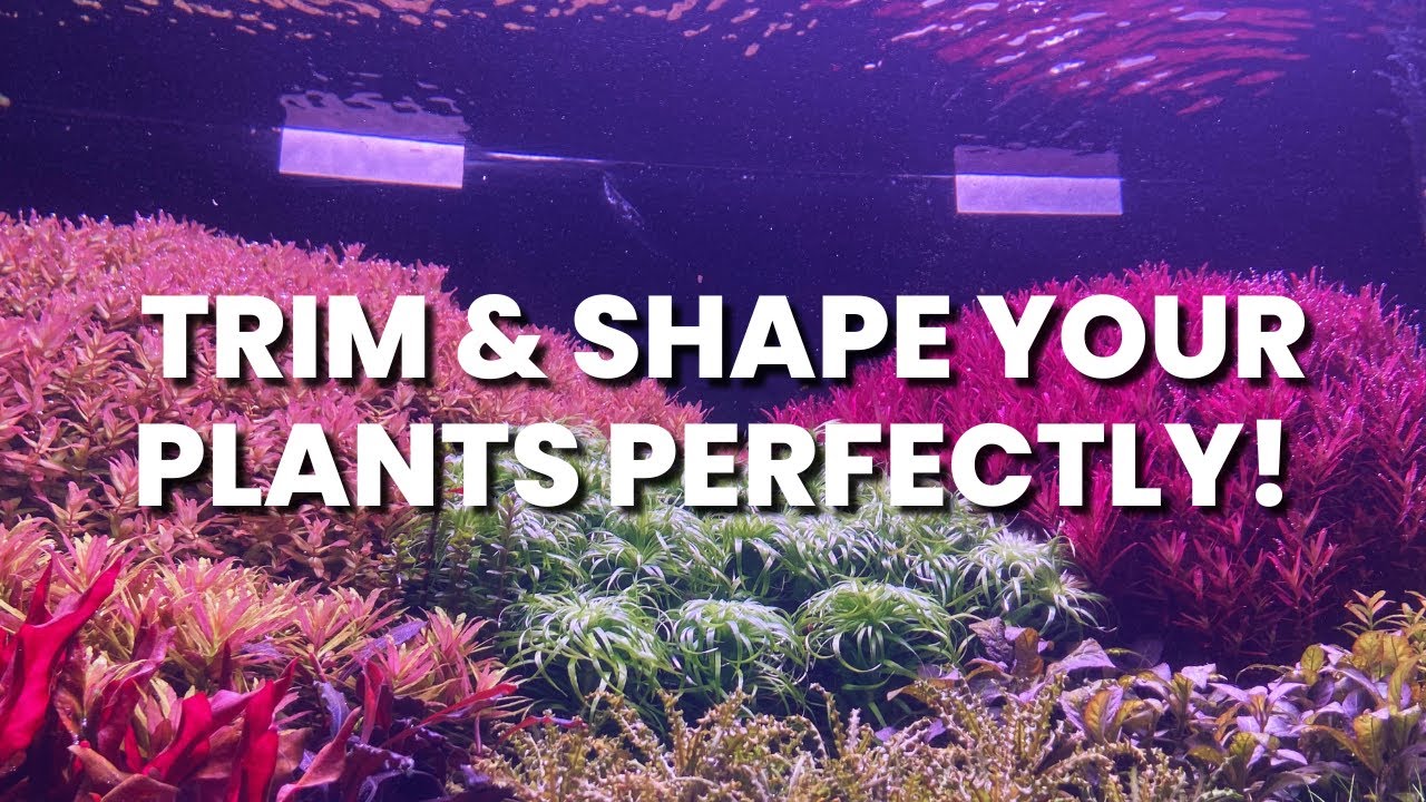Full Trimming Session: How to Trim & Shape Your Plants Perfectly! - YouTube
